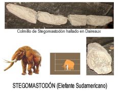 Paleontología - Deroweb, la página de Daireaux